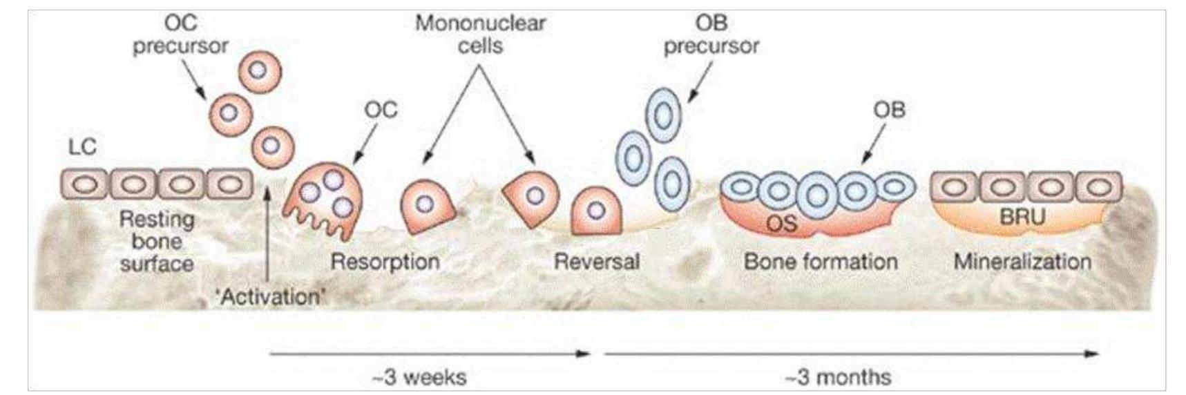 schematic representation of the sequence of bone