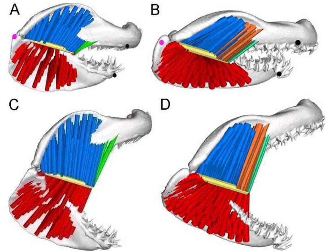 Arrangement of muscle fibers in finite element models (fems)