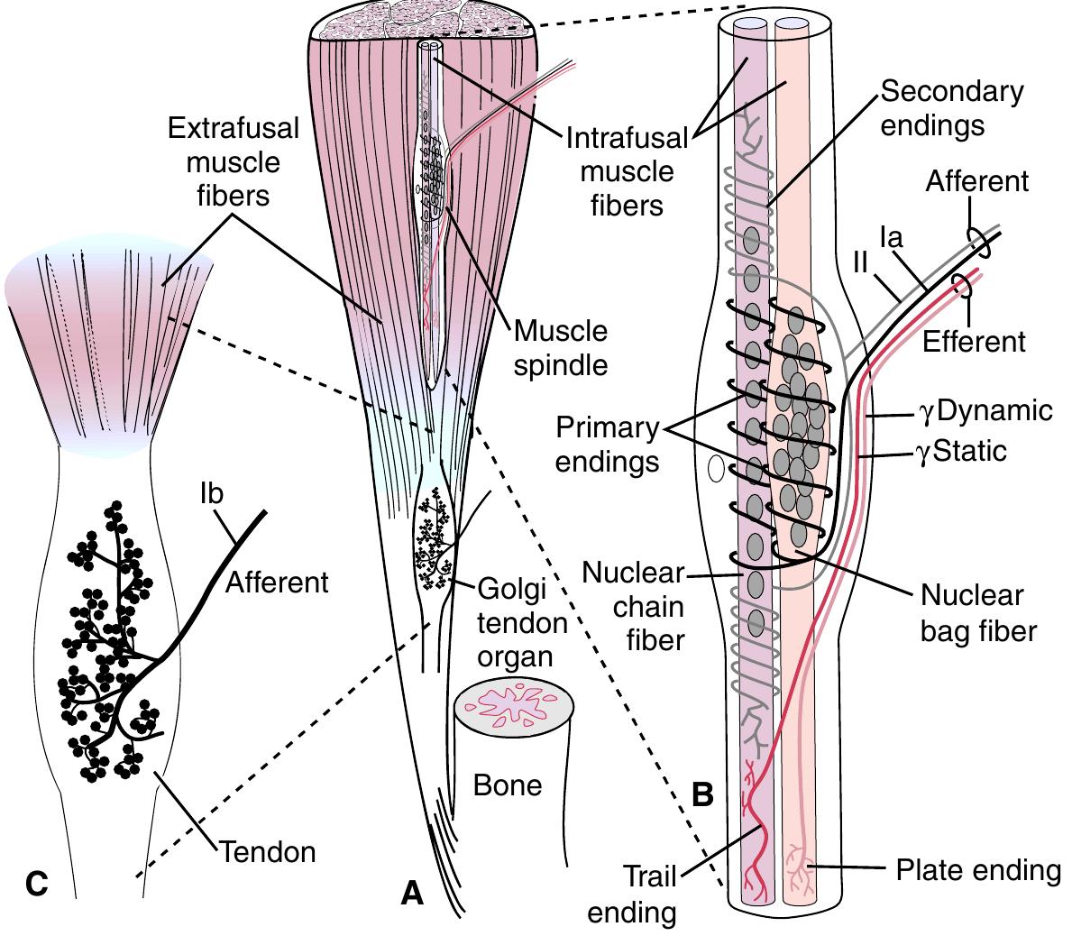(PDF) The Motor System
