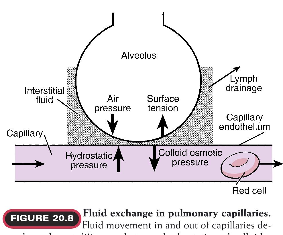 The second major cause of pulmonary edema is increased