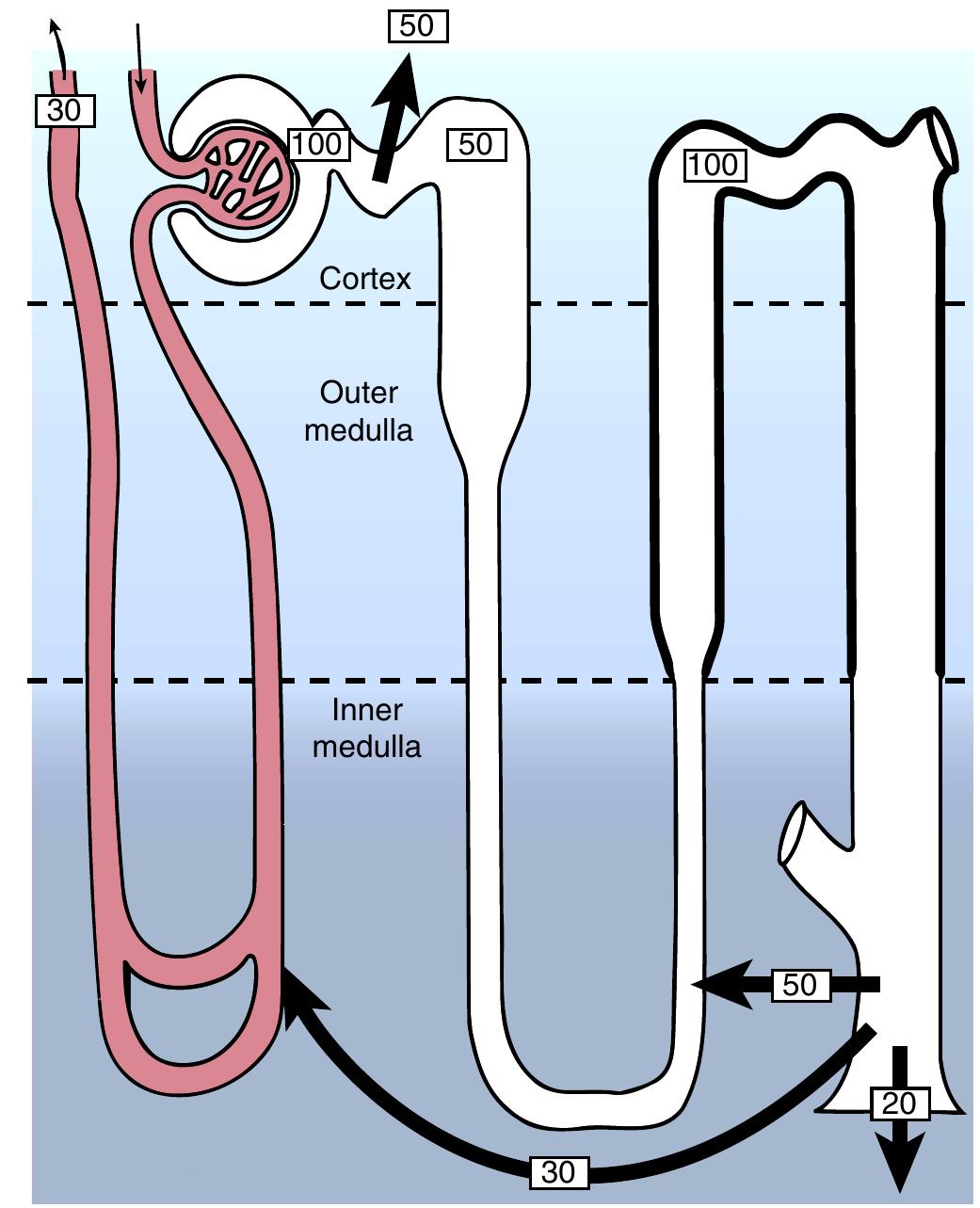 26 aaa of urea along the nephron. the numbers indicate