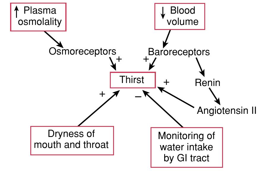 (PDF) The Regulation of Fluid and Electrolyte Balance
