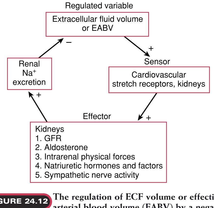 (PDF) The Regulation of Fluid and Electrolyte Balance