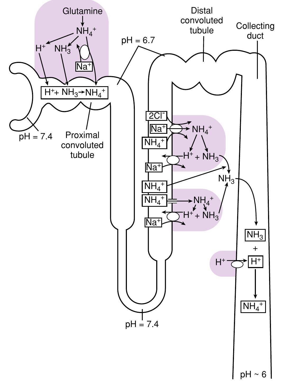Figure 6 - from Acid-Base Balance