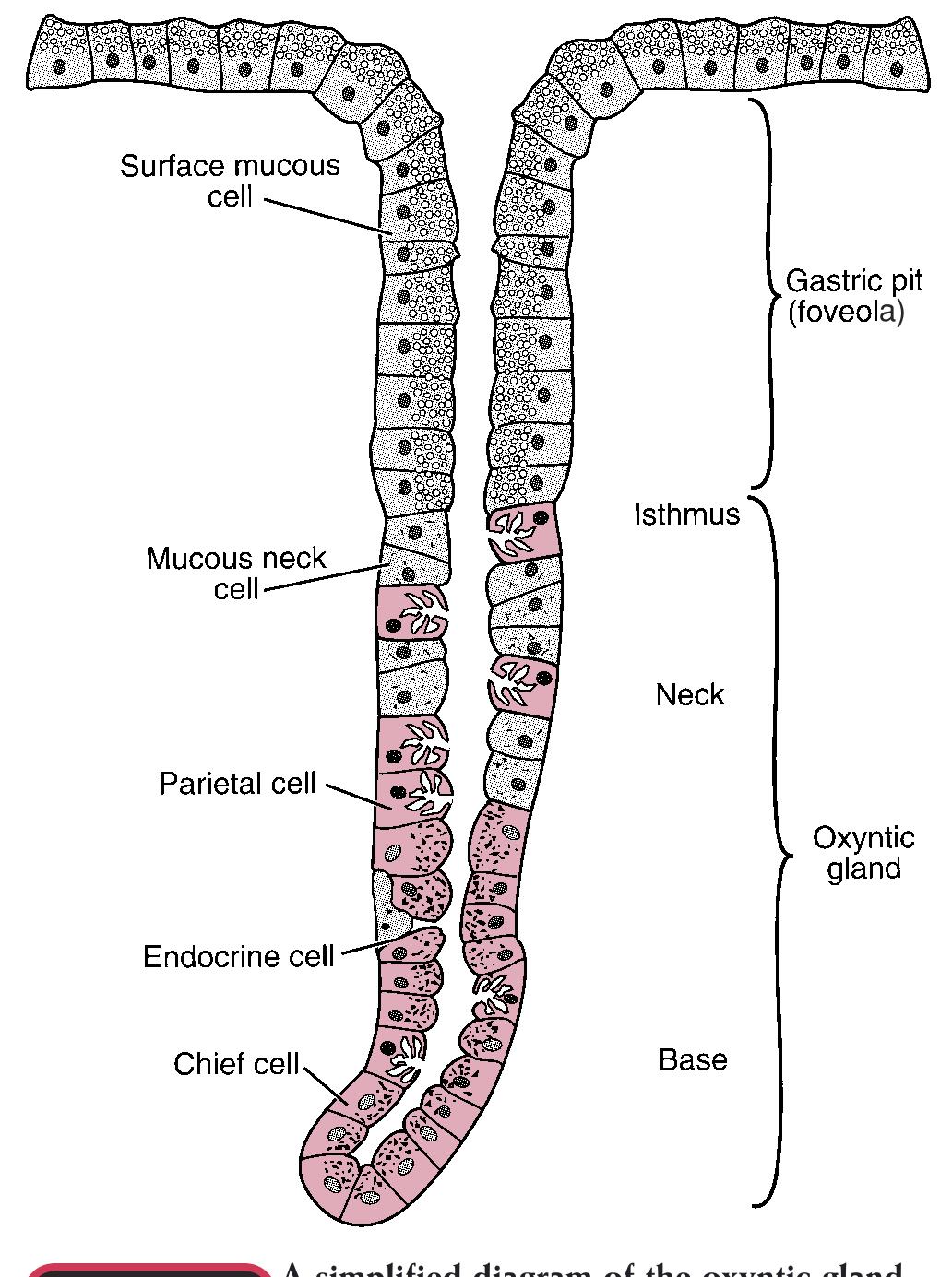 Figure 5 - Gastrointestinal Secretion, Digestion, and