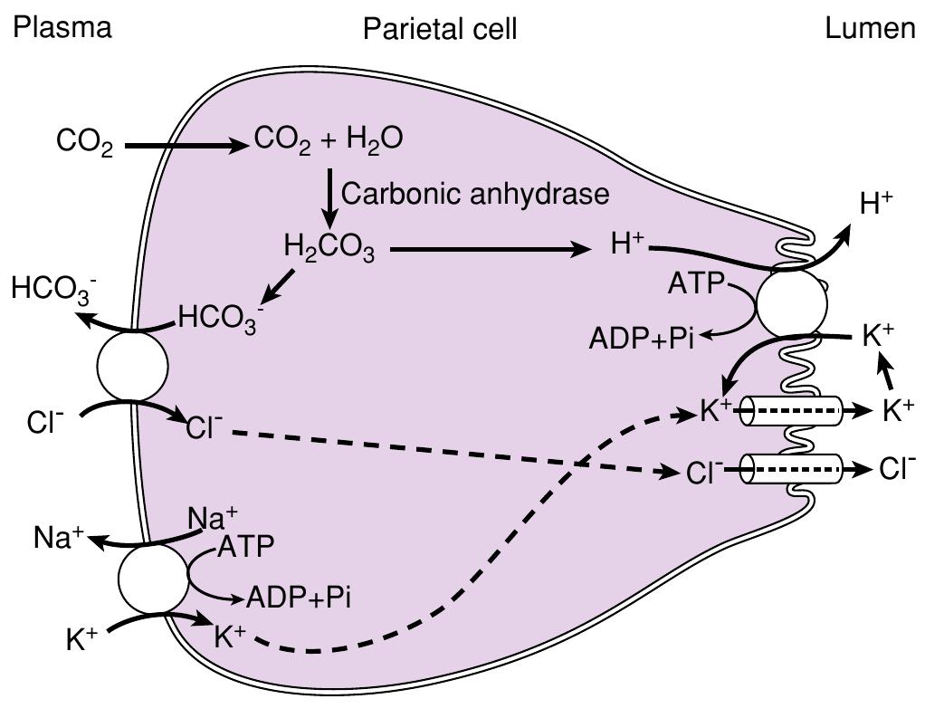 6 | the mechanism of hci secretion by the gastric parietal