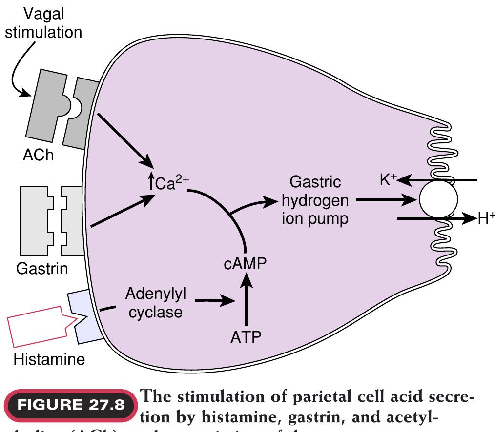 Figure 7 - Gastrointestinal Secretion, Digestion, and