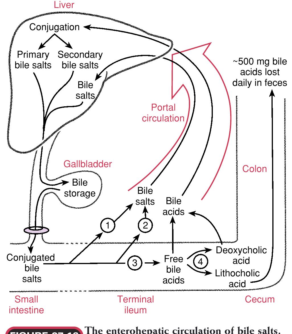 Figure 16 - Gastrointestinal Secretion, Digestion, and