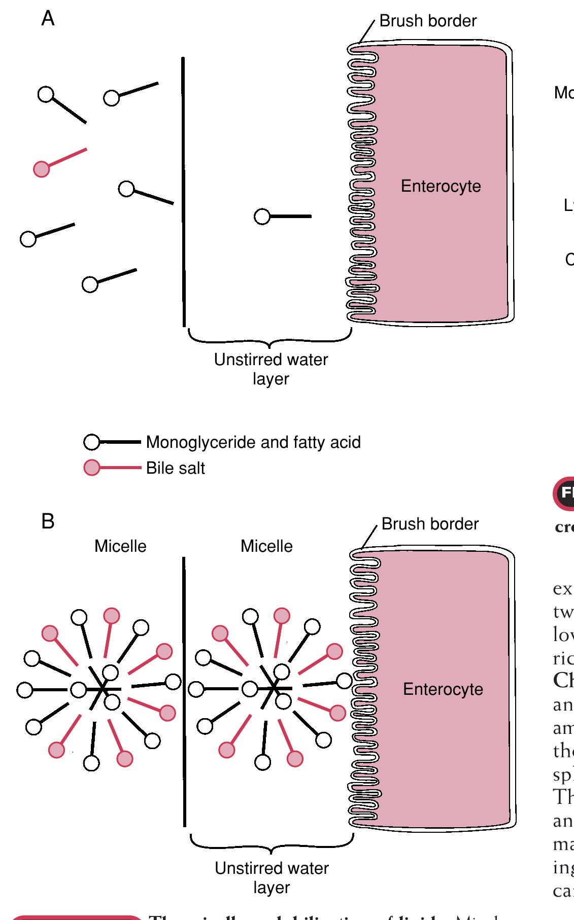 Figure 25 - Gastrointestinal Secretion, Digestion, and