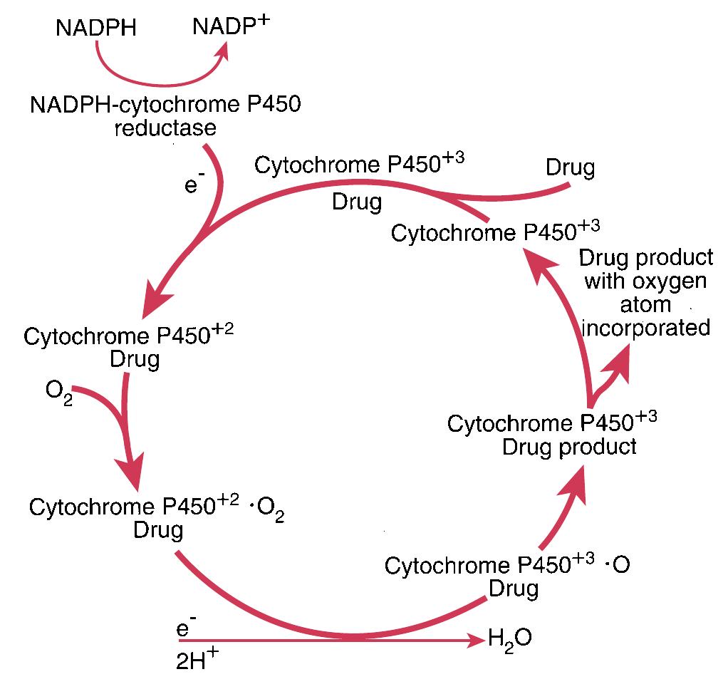 2 | phase i reactions in the metabolism of drugs. the
