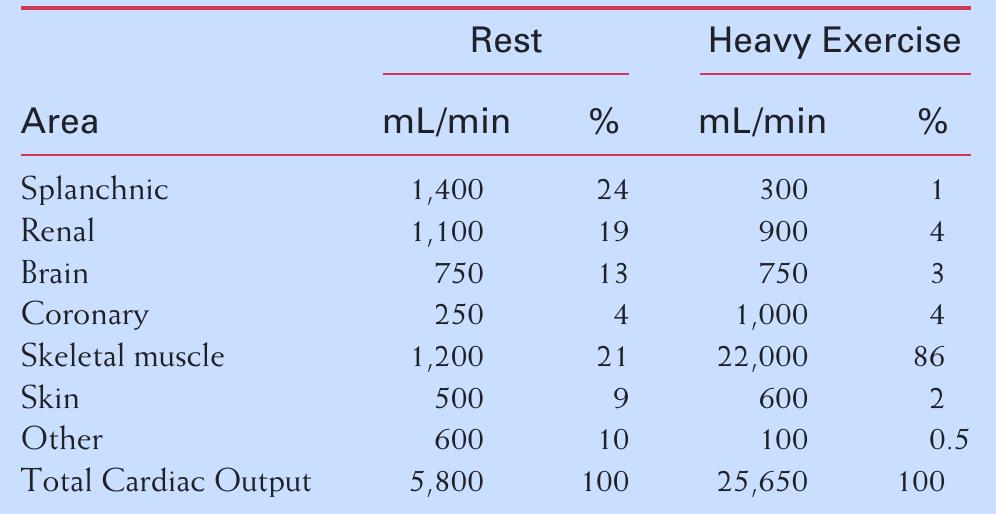 Blood flow distribution during rest and dynamic exercise in