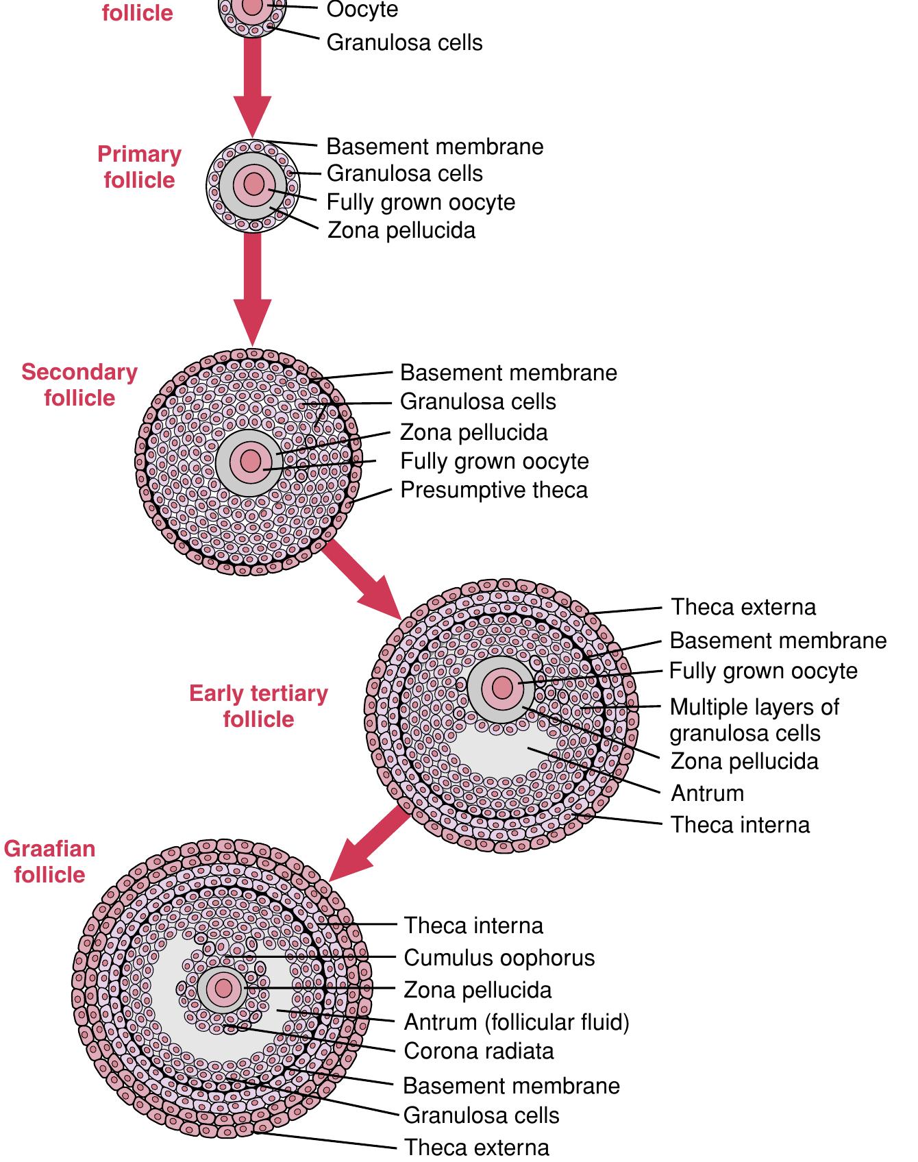 The follicular phase. there is a 5-fold increase in