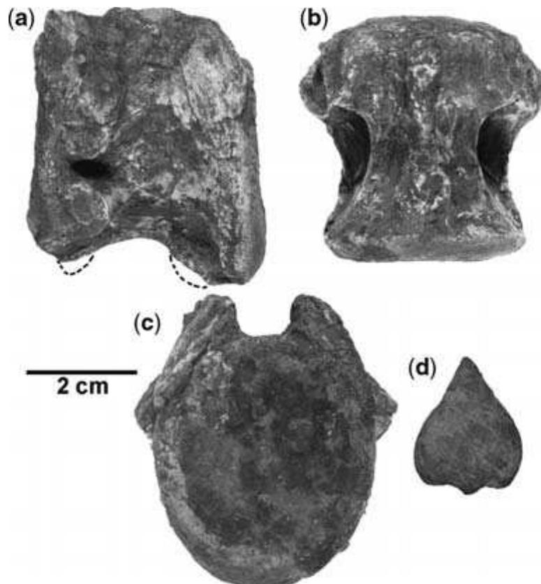 Ttu-p 9002 third cervical centrum in (a) left lateral, (b)
