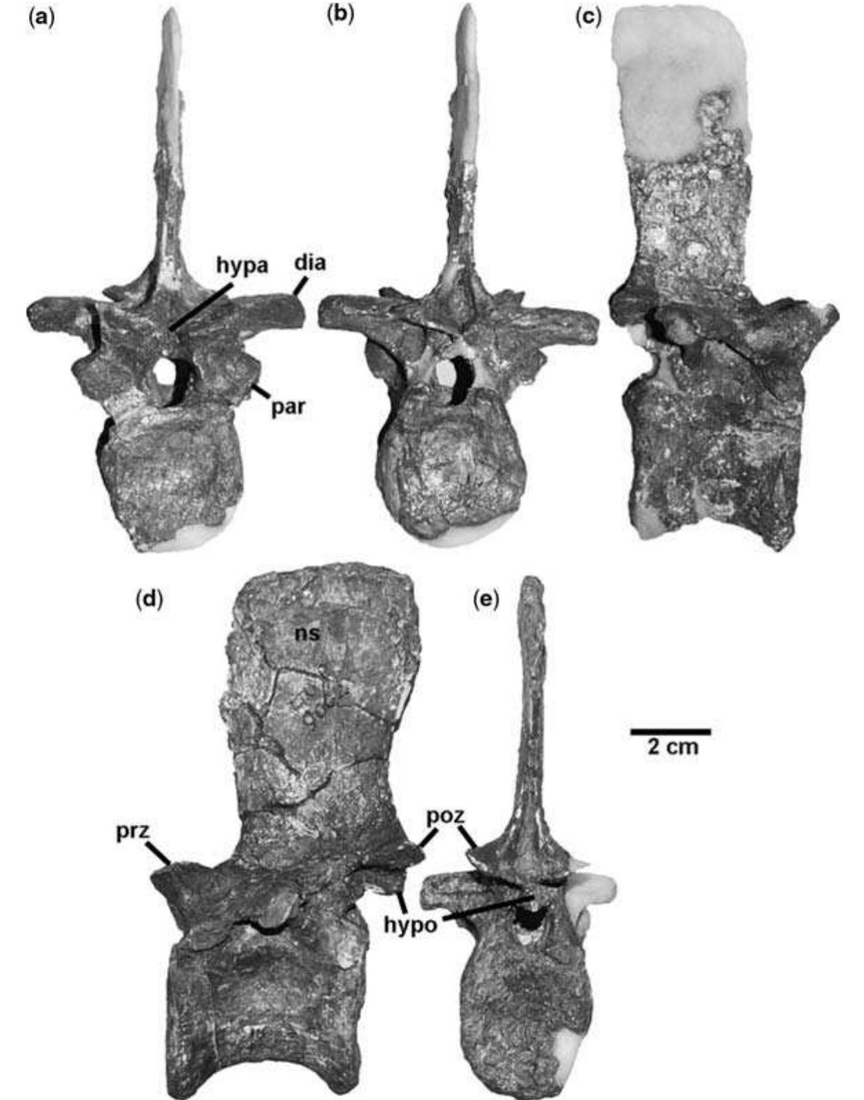 Ttu-p 9002 proximal dorsal vertebra top, in (a) anterior,