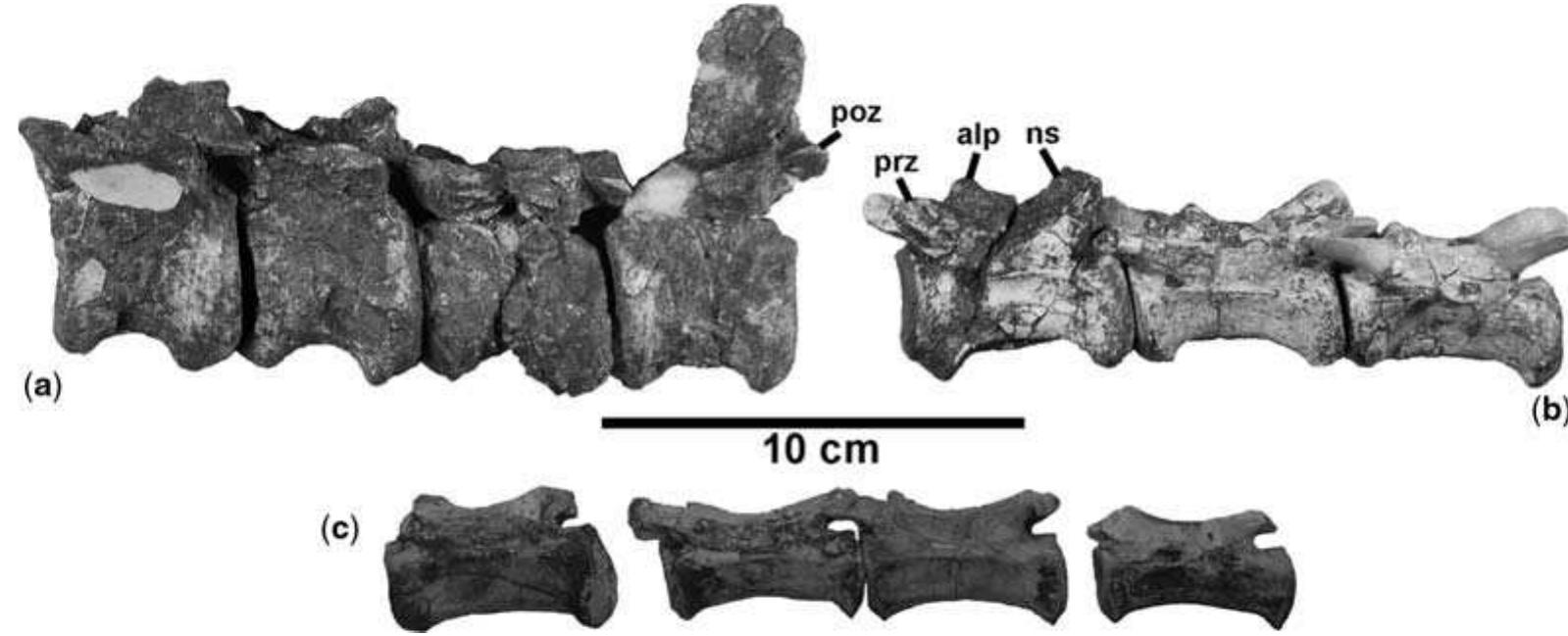 Ttu-p 9002 mid-caudal vertebrae in (a) left lateral view,