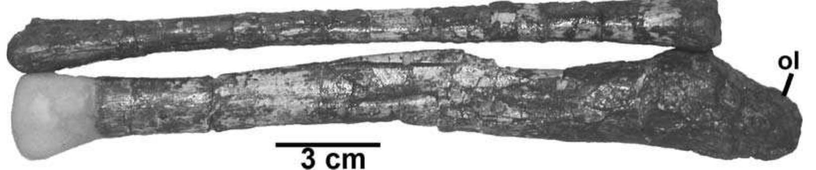 Ttu-p 9002 left ulna and radius in dorsolateral view. manus.