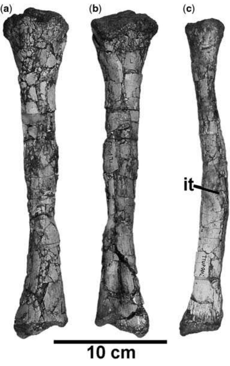 Ttu-p 9002: left tibia in (a) anterior and (b) posterior