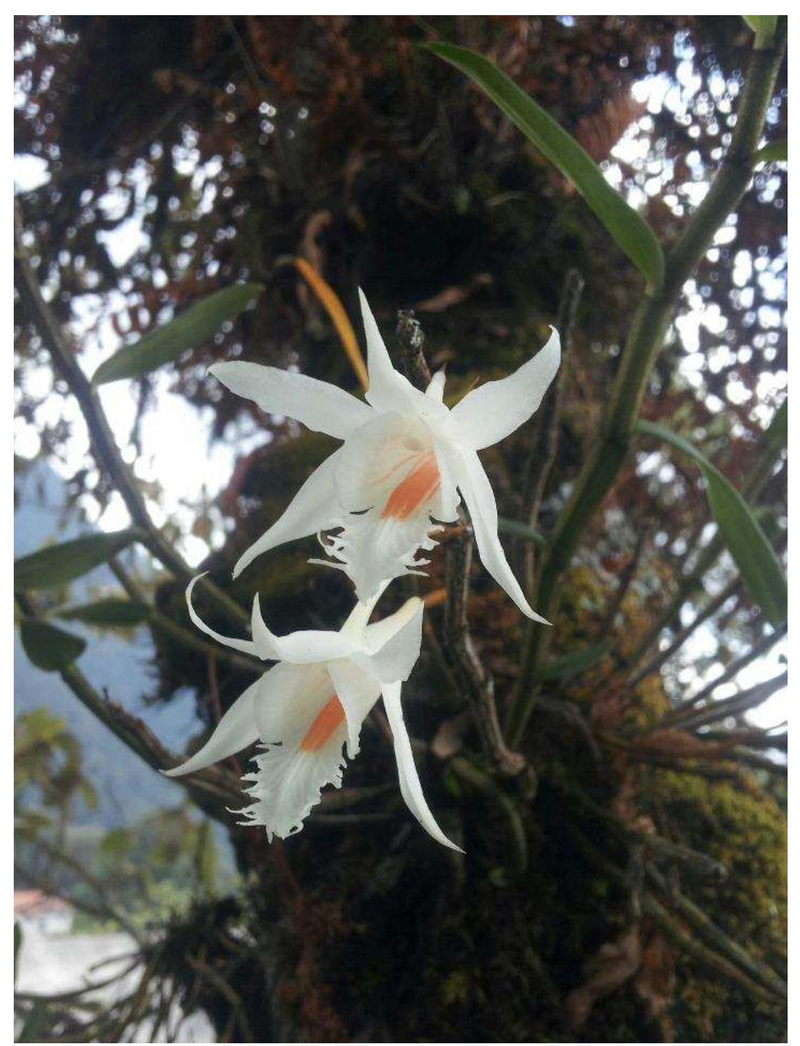 B. dendrobium longicornu. figure 1a. some medicinal orchids