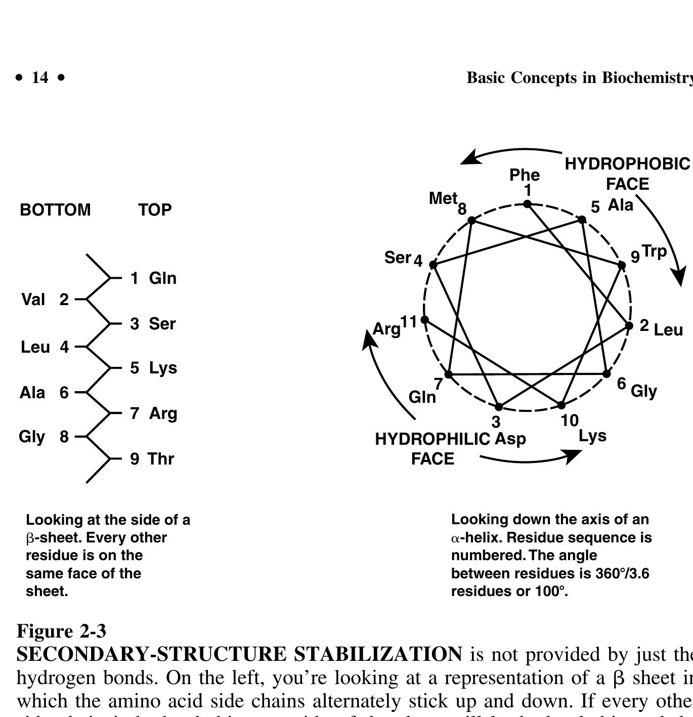 Figure 3 - Basic Concepts of Biochemistry