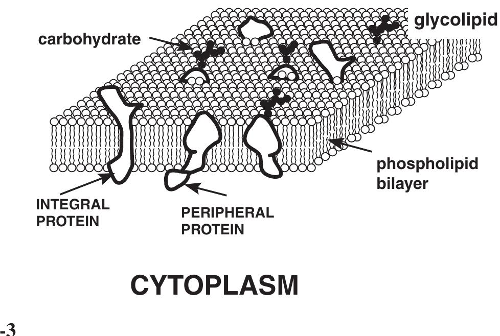 Fluid-mosaic model of membrane structure. proteins and