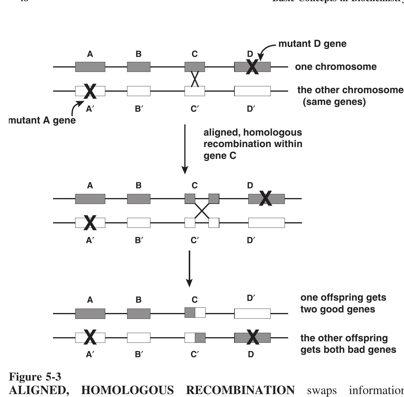 Figure 18 - Basic Concepts of Biochemistry