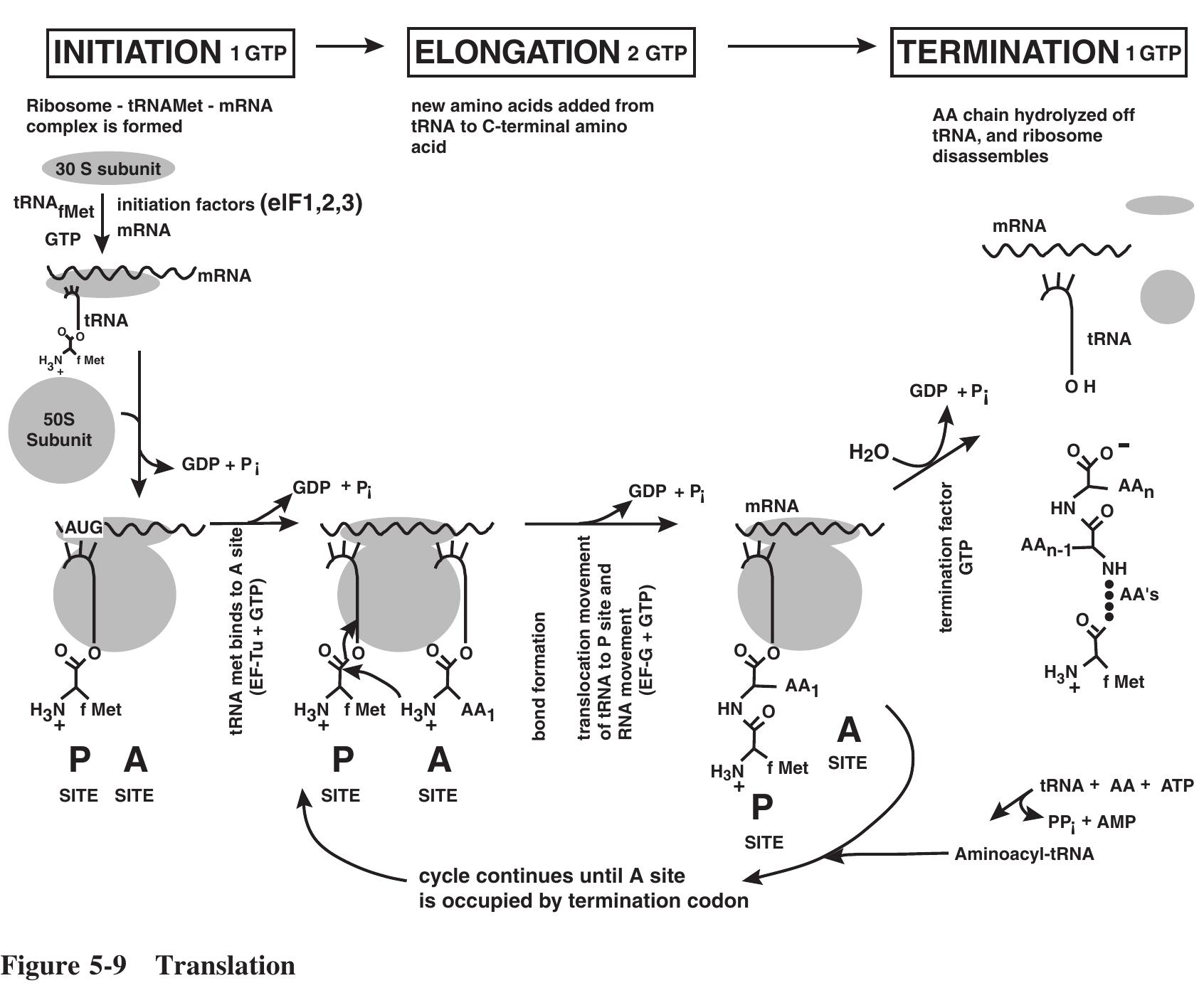 Figure 24 - Basic Concepts of Biochemistry