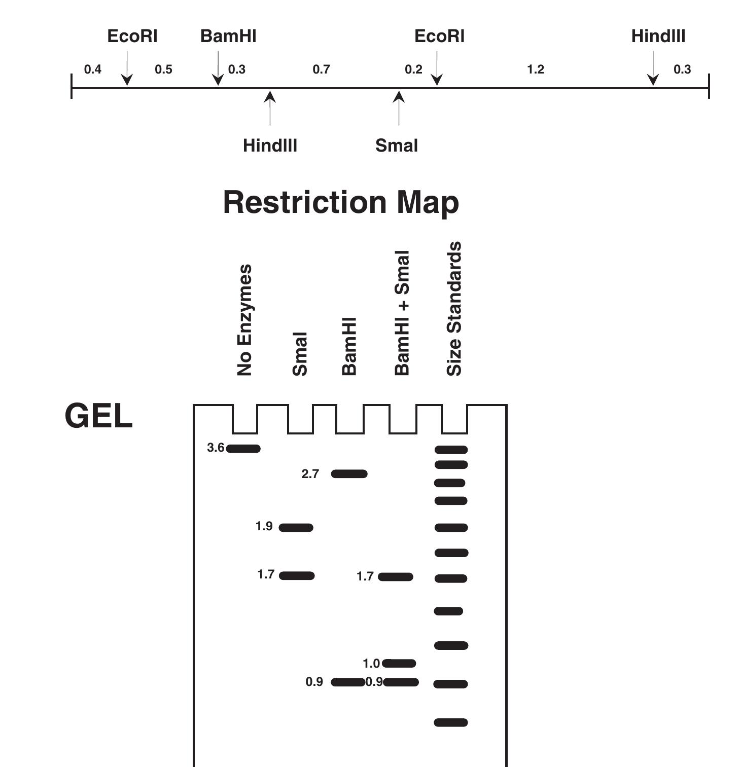Figure 25 - Basic Concepts of Biochemistry