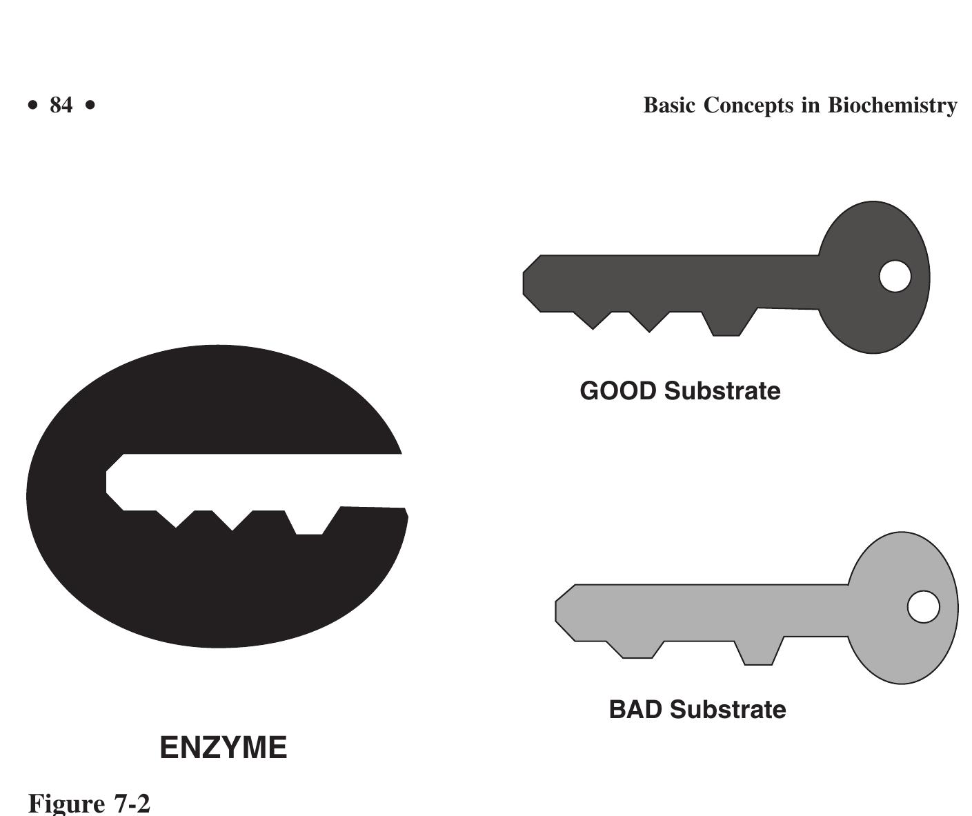 Figure 33 - Basic Concepts of Biochemistry