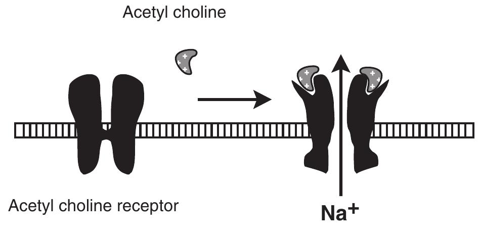 -6 the binding of acetyl choline to the acetyl choline