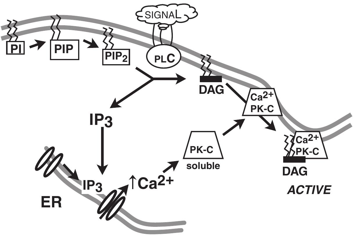 -6 =inisitol fhospnhate and calcium signaling increases in