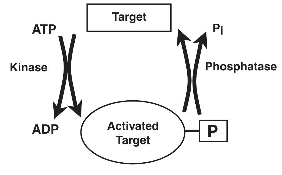 -10 the phosphorylation state of a protein target is