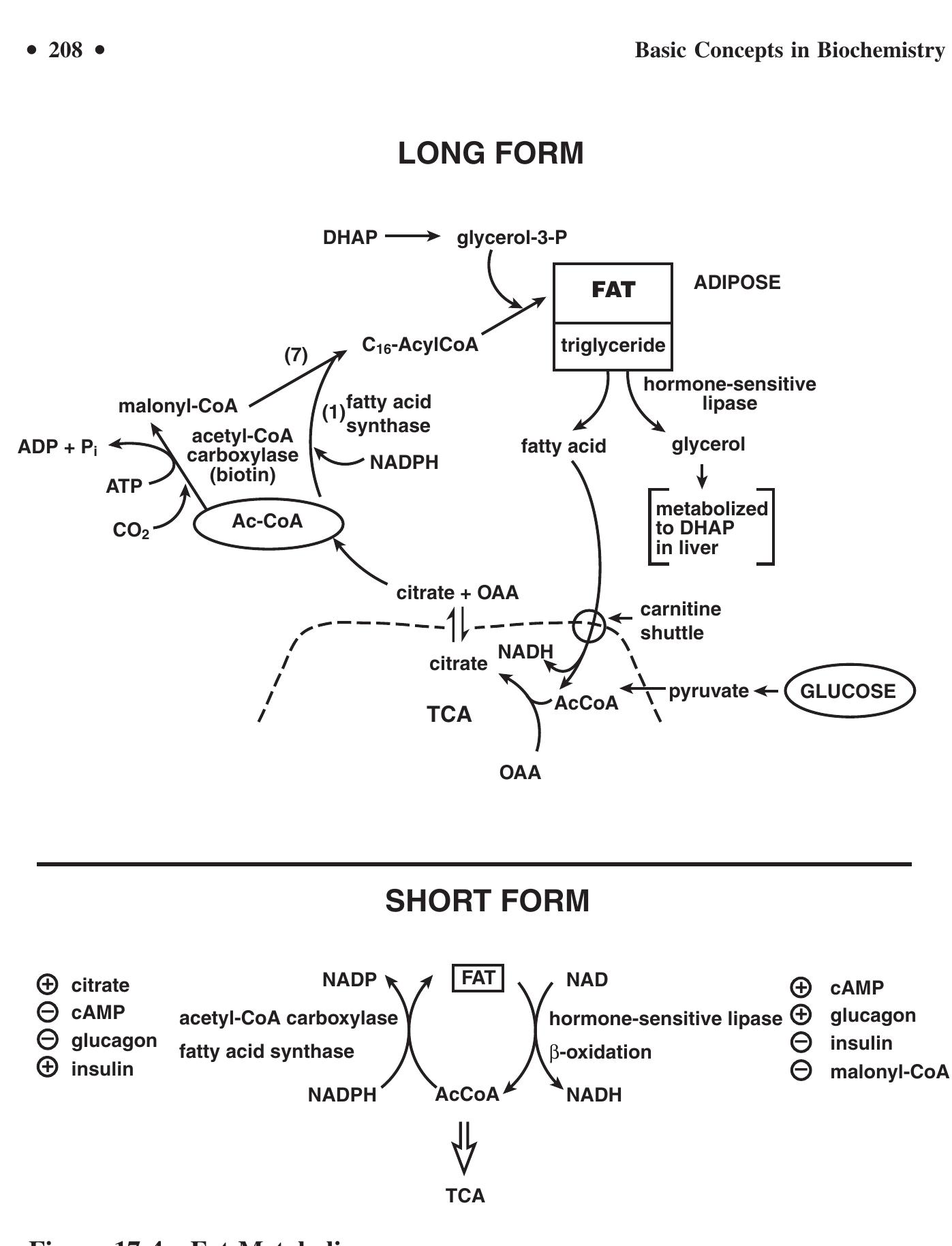 Fat is synthesized as long-chain fatty acids and then stored