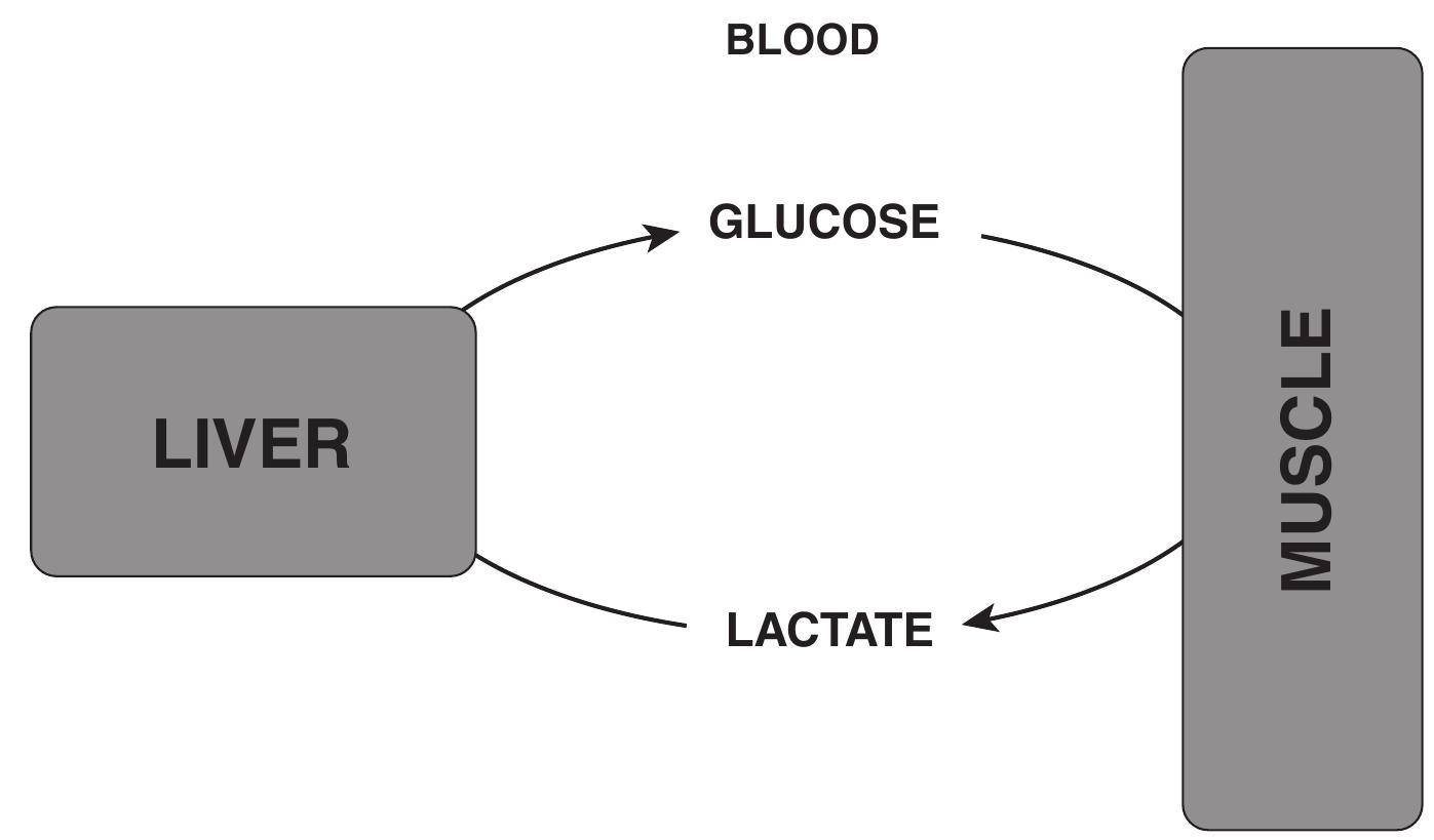 In the cori cycle (fig. 17-10), the muscle produces lactate
