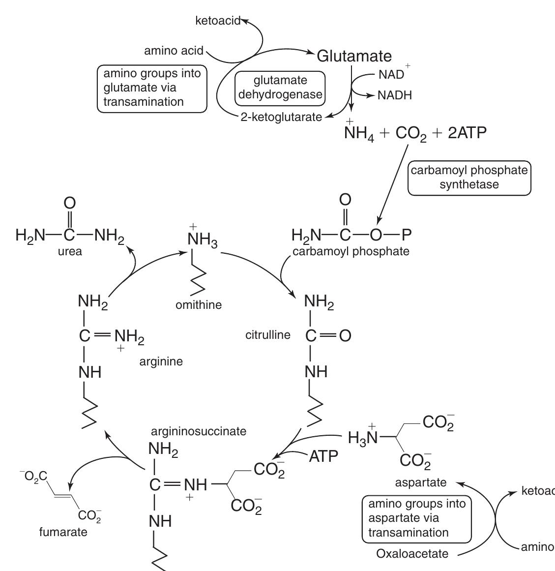 Figure 94 - Basic Concepts of Biochemistry