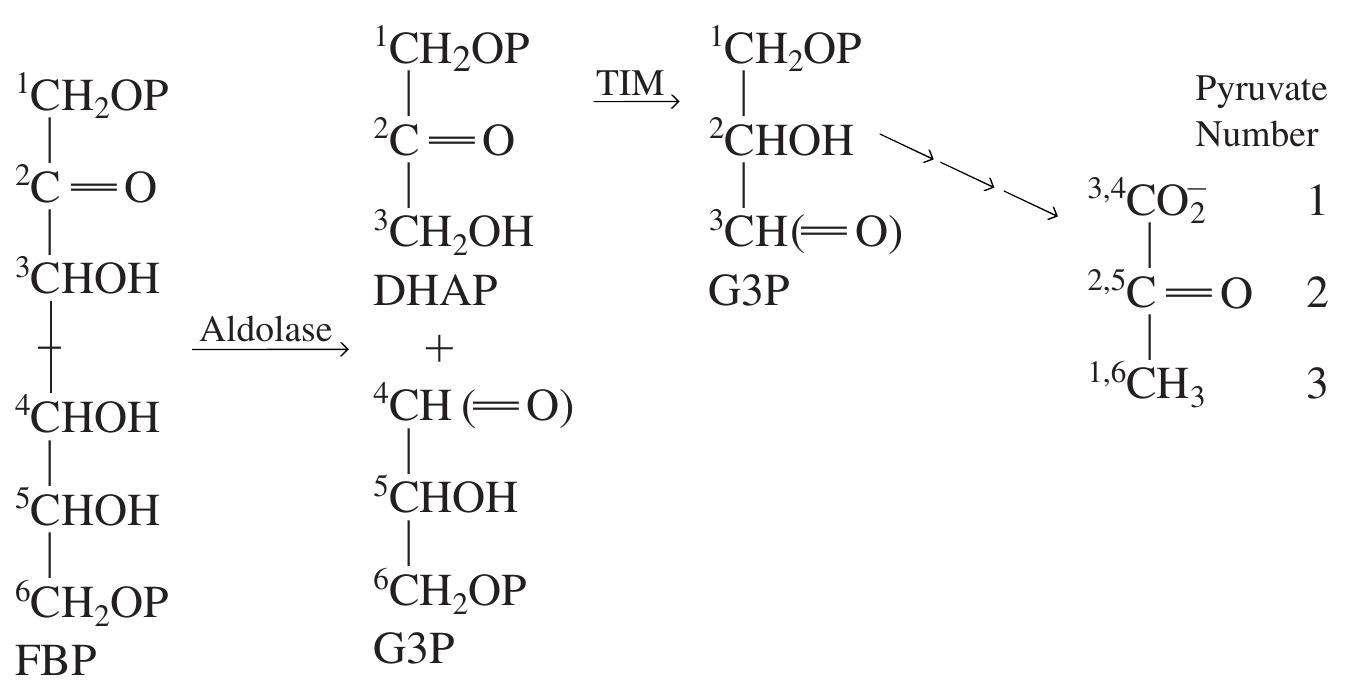 Tracing the carbons of glucose to pyruvate gets complicated