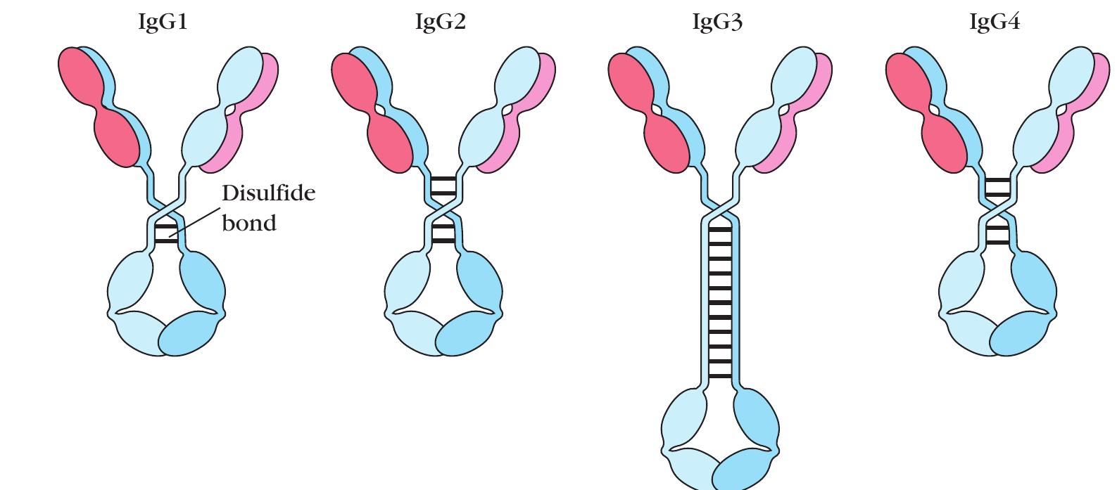 Figure 18 - from Antibody Structure & Function