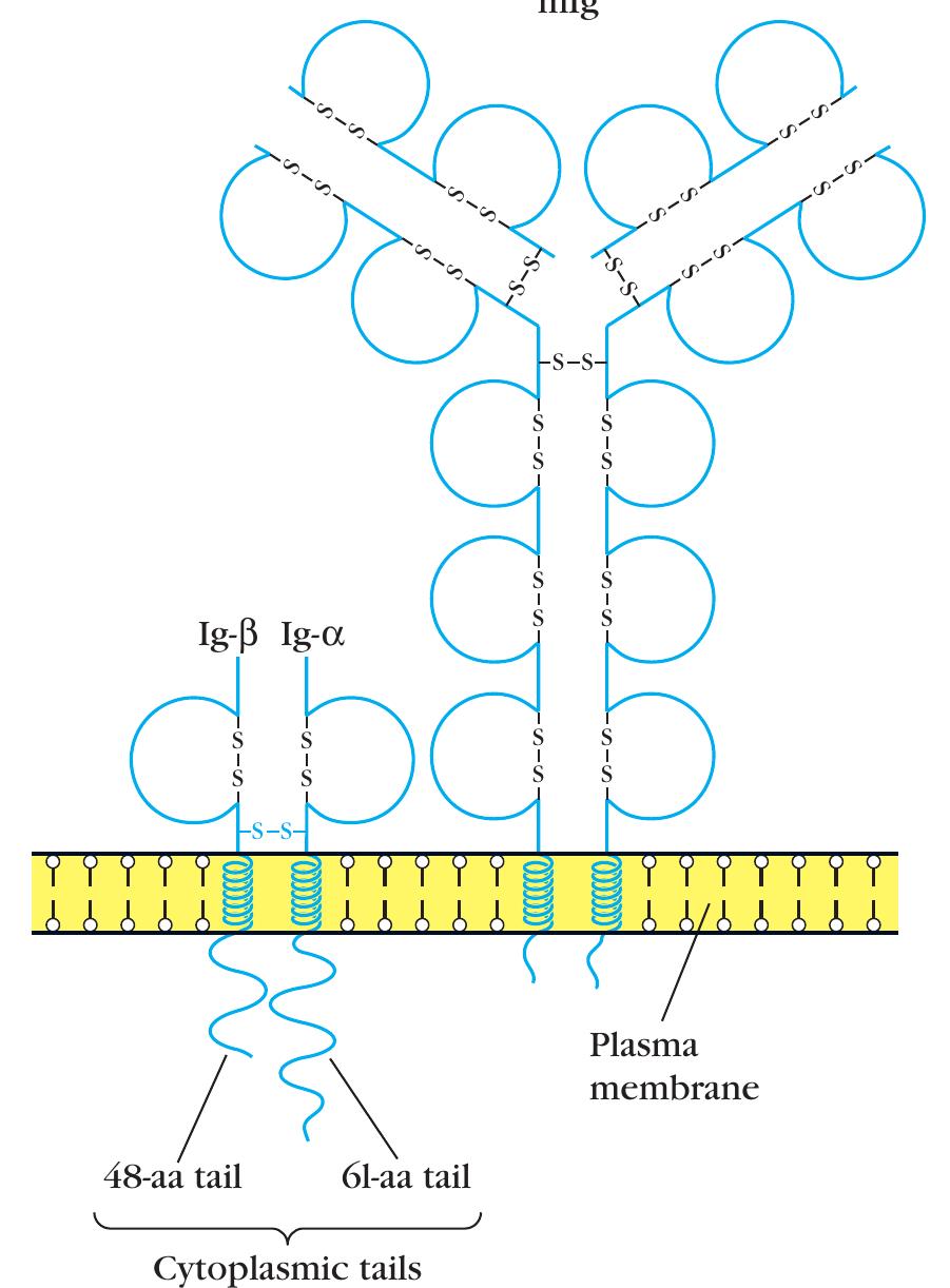 General structure of the b-cell receptor (bcr). this