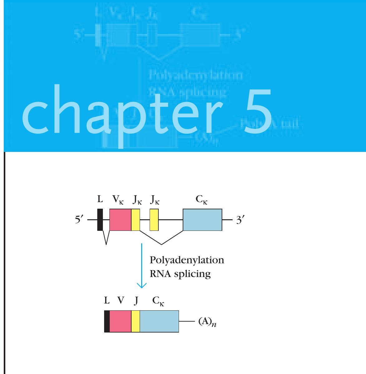 Kappa light-chain gene rearrangement