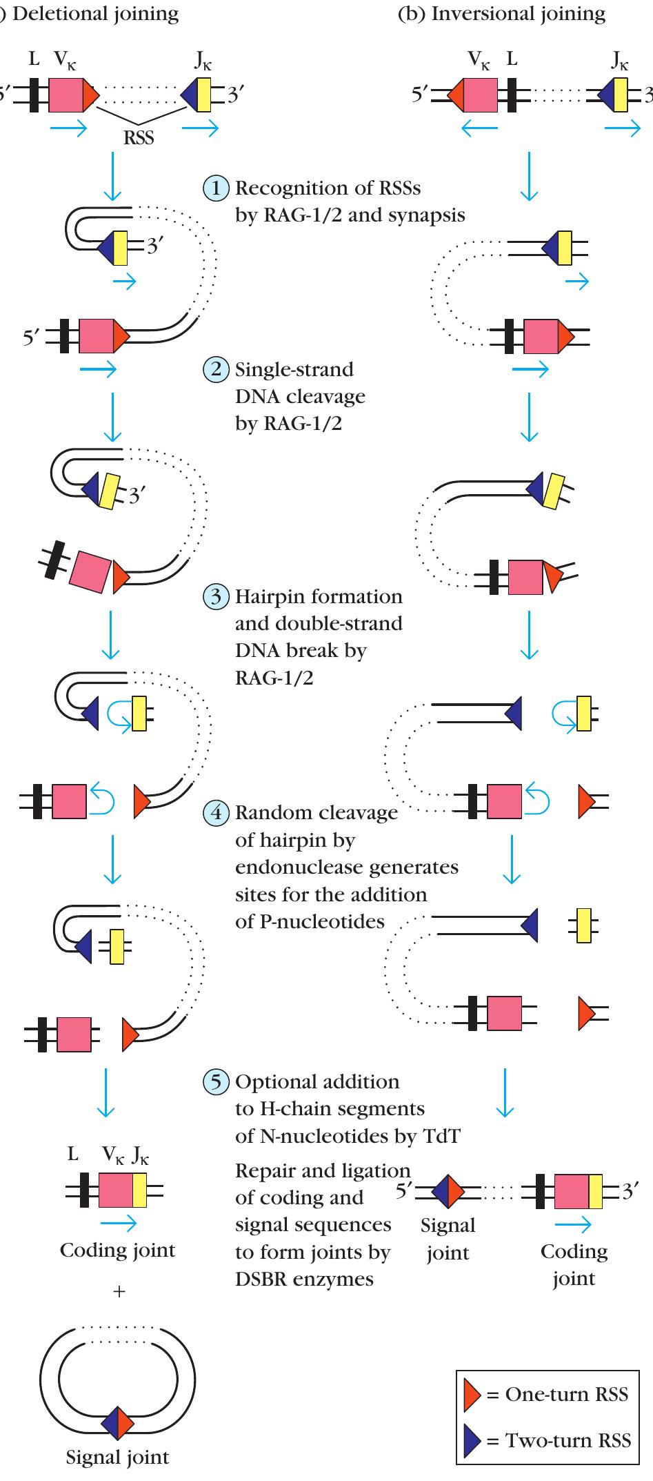 Model depicting the general process of recombina- tion of