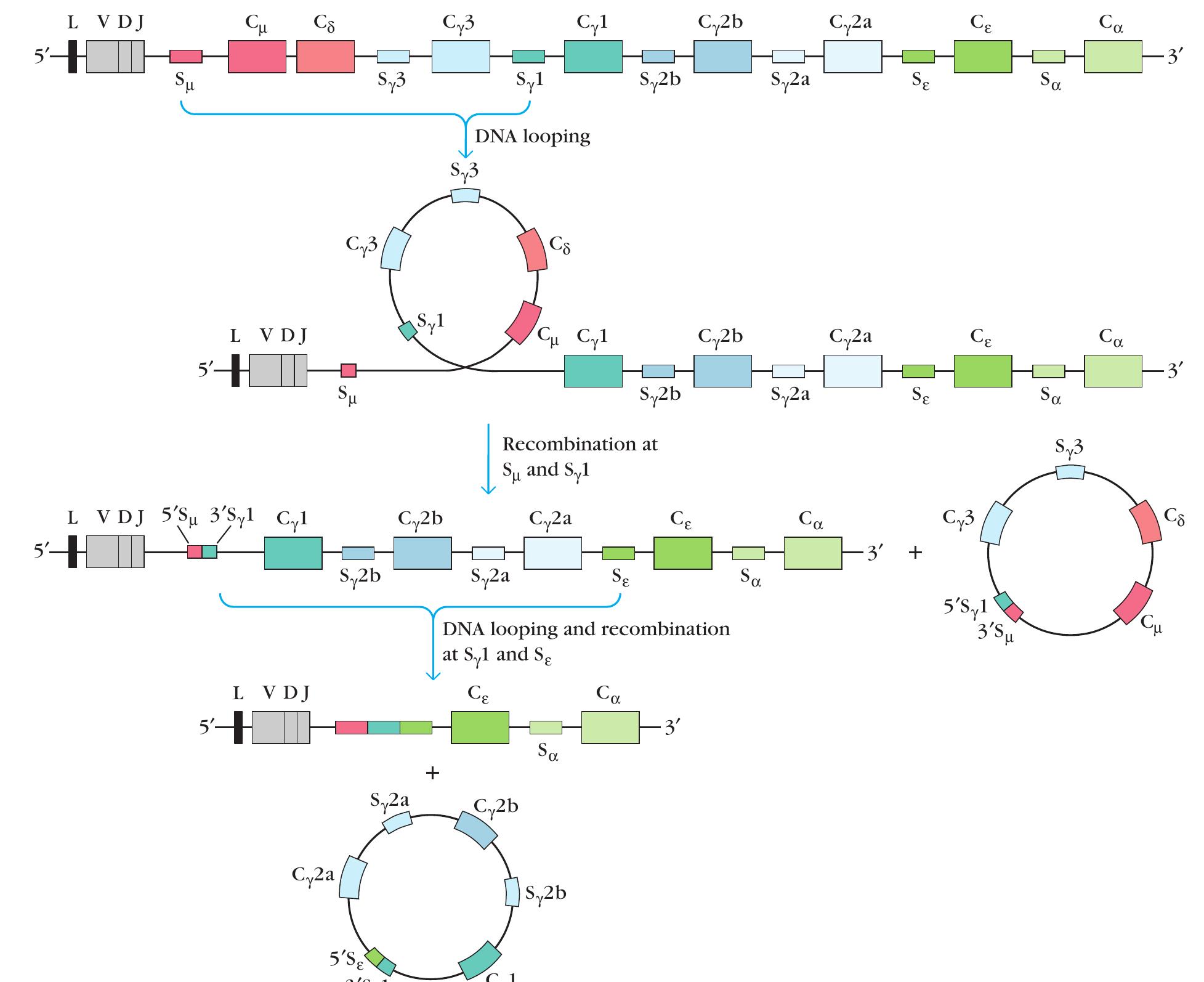 (PDF) Organization and Expression of Immunoglobulin Genes