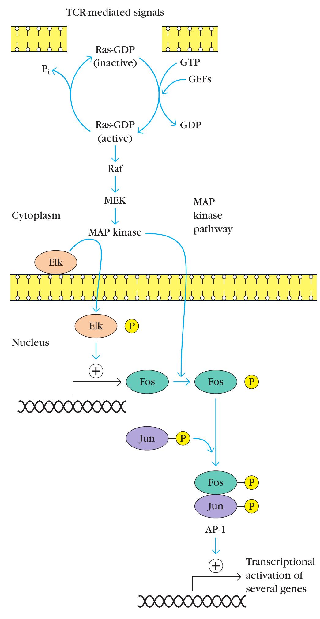 Ble uso) activation of the small g protein, ras. signals