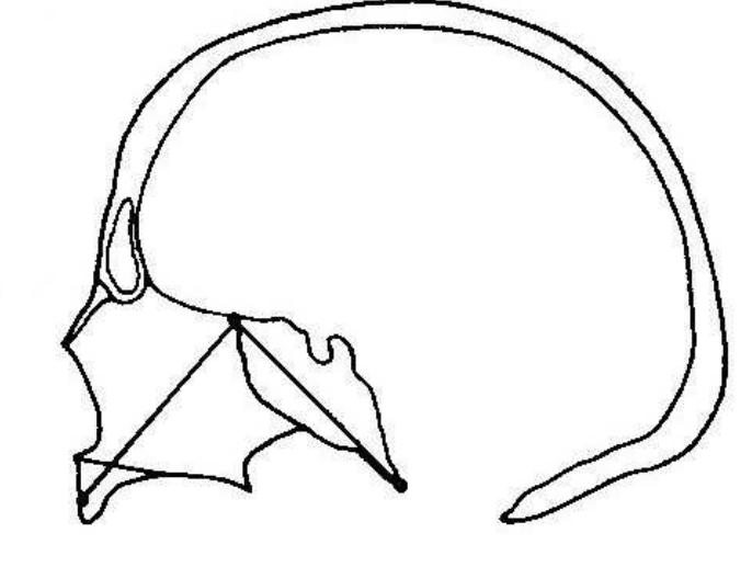 (PDF) Facial prognathism in the hominid and human species