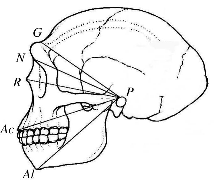 (PDF) Facial prognathism in the hominid and human species