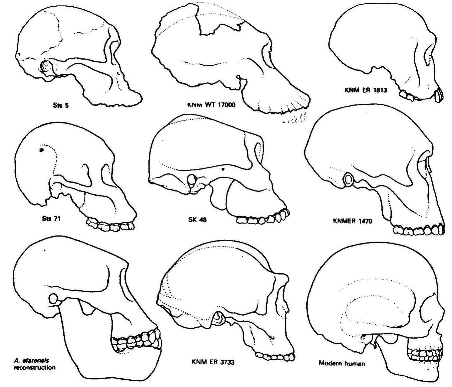 (PDF) Facial prognathism in the hominid and human species