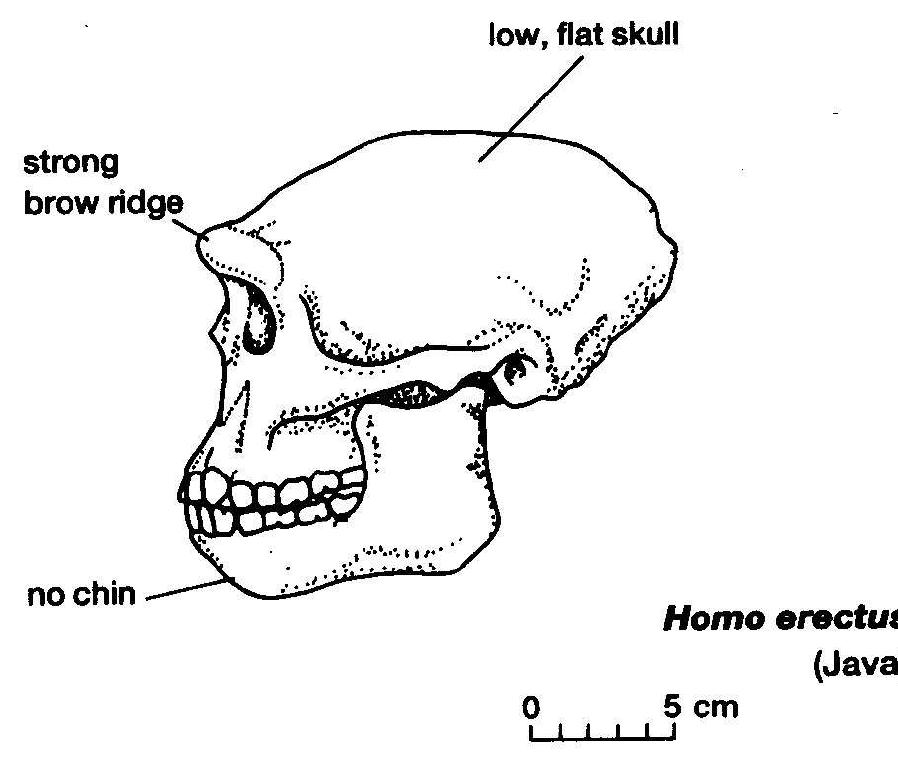 (PDF) Facial prognathism in the hominid and human species