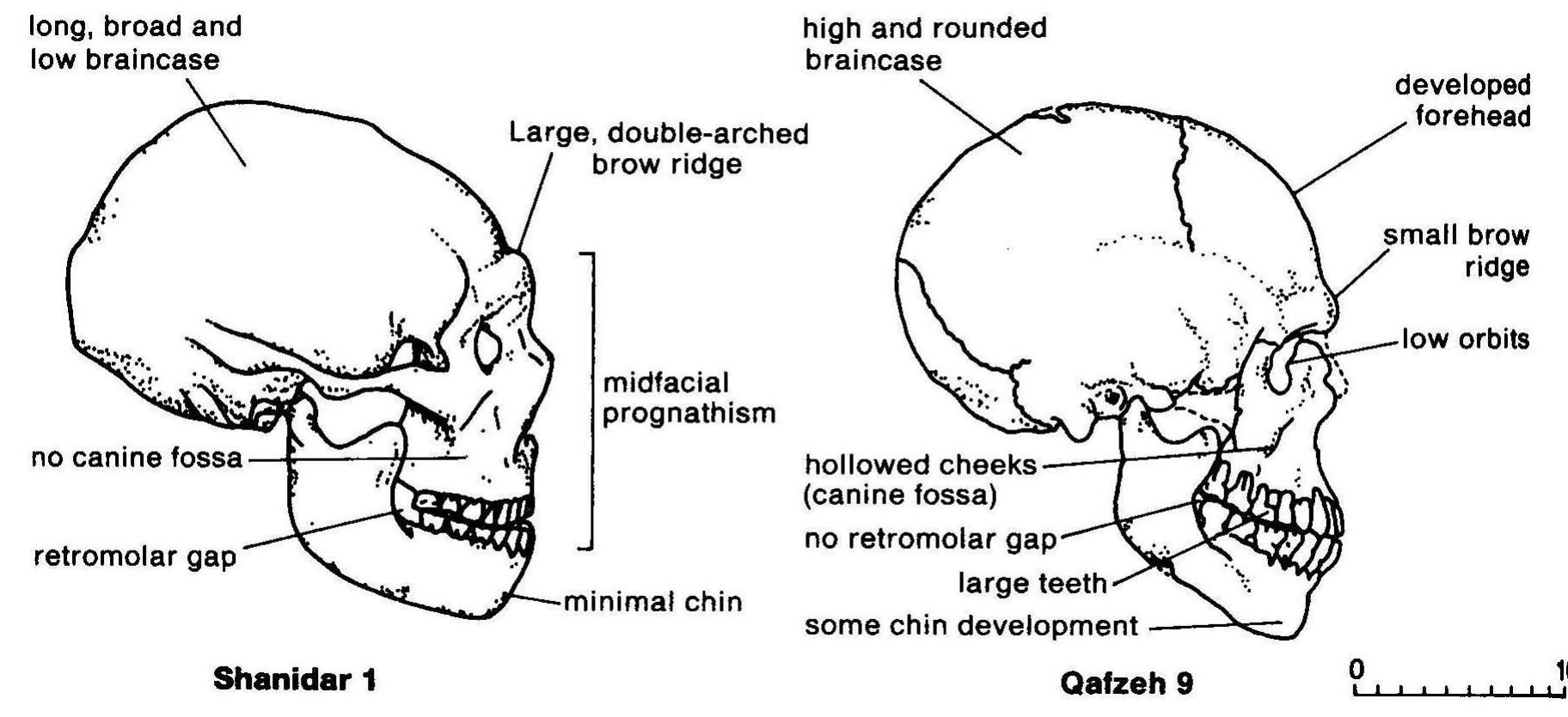 (PDF) Facial prognathism in the hominid and human species