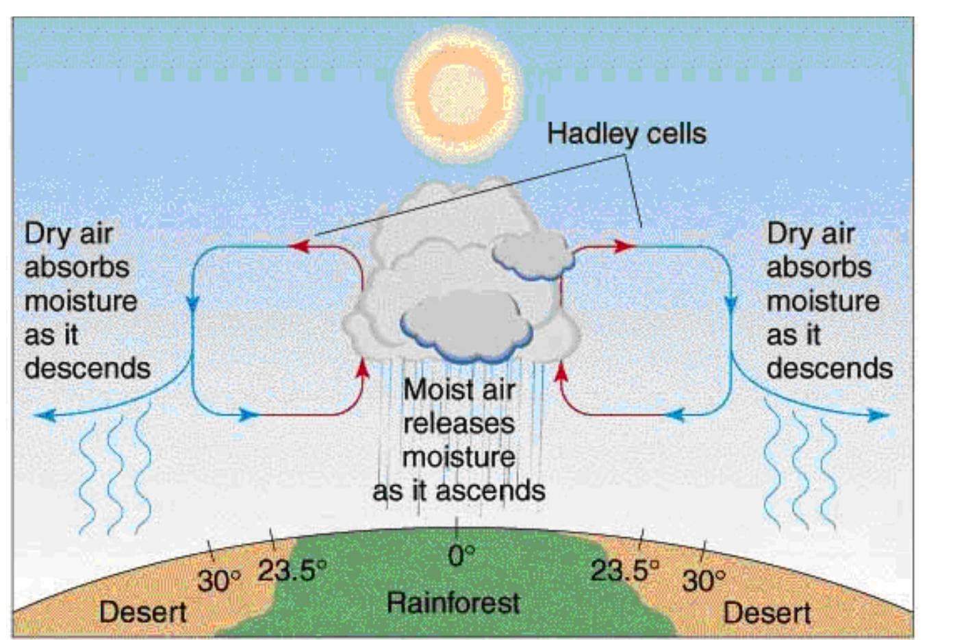 7: hadley cells at the equator - moist air from the equator