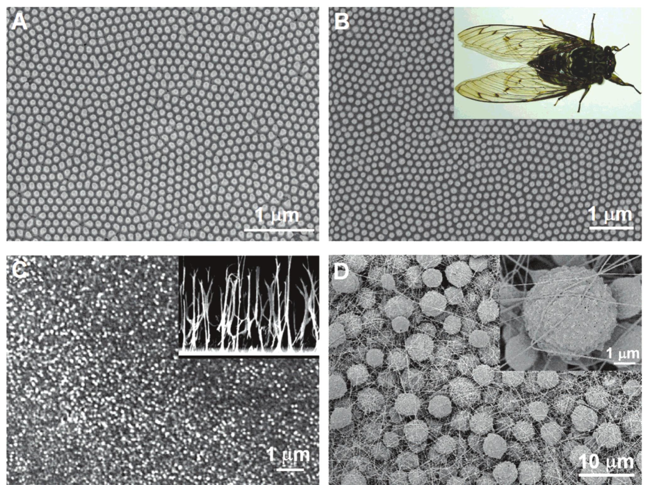Sem images for superhydrophobic polymer films with special
