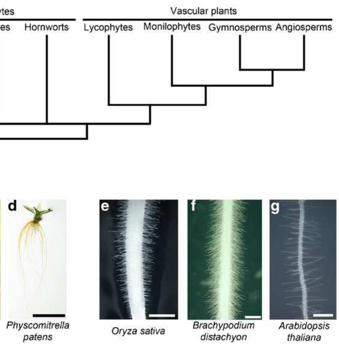 Figure 6 - Root hairs: development, growth and evolution at