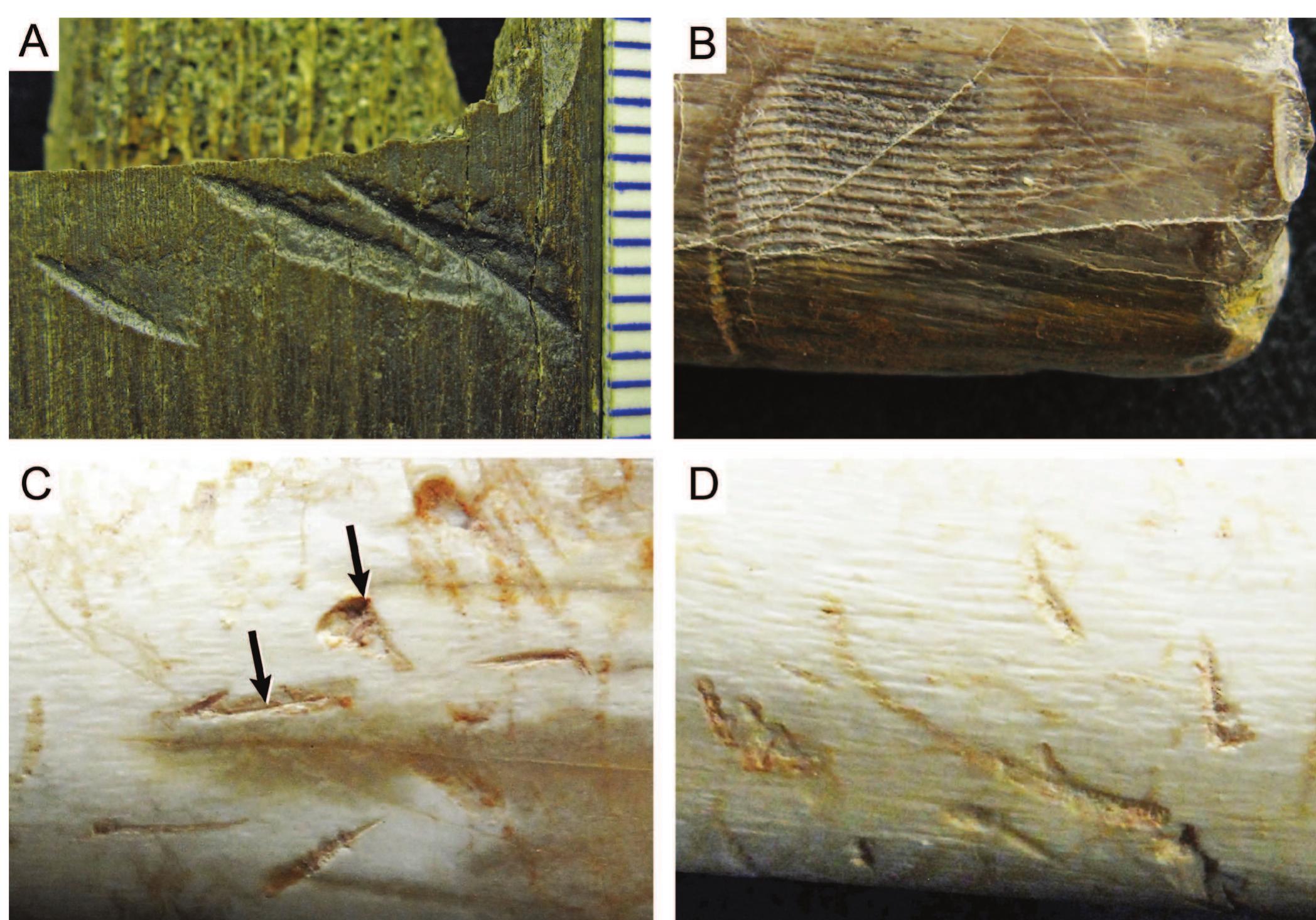 —comparison of theropod tooth marks exhibiting ziphodont